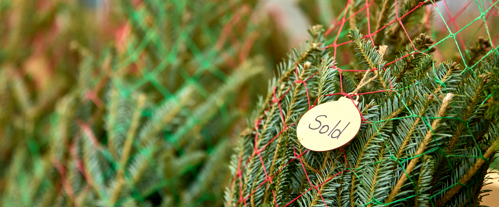 Festive Tree & Wreath Lot Supporting Hospice Simcoe - Giving Tuesday ...